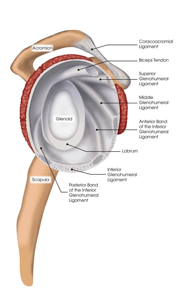 Shoulder Surgeon Chicago IL | Dr. Steven Chudik