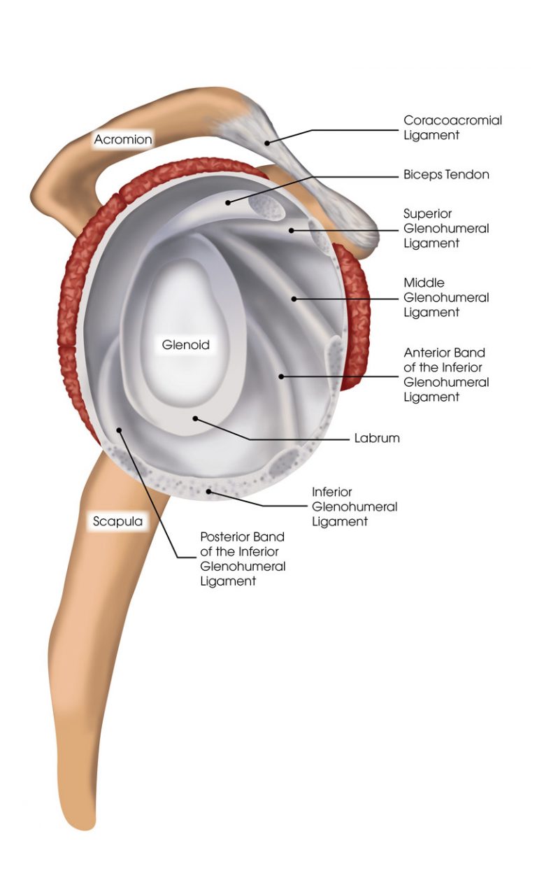 Shoulder Surgeon Chicago IL | Dr. Steven Chudik