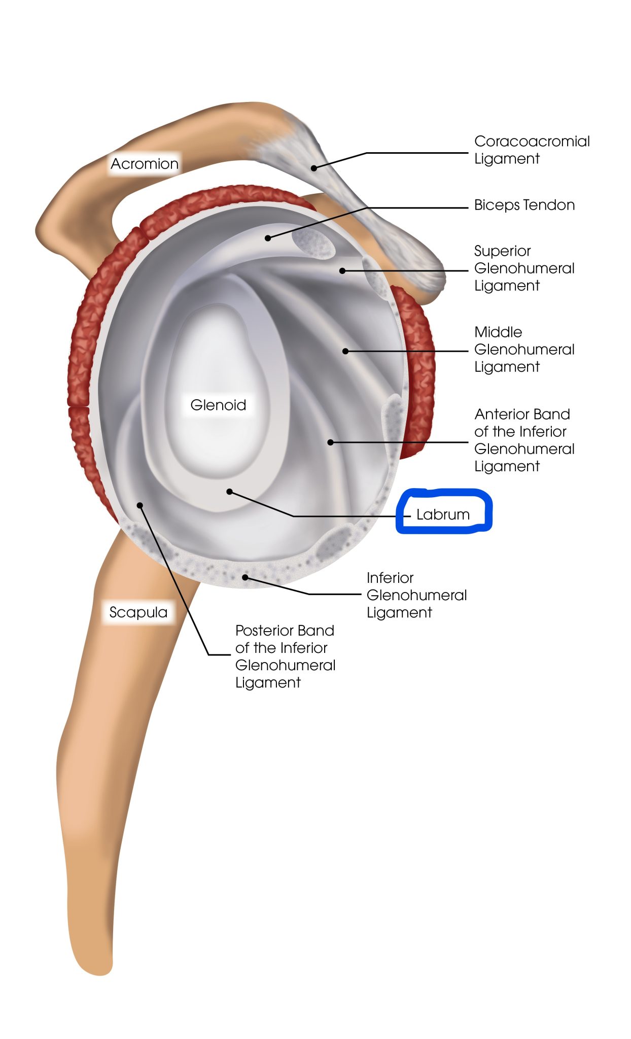 Chicago Bulls’ guard Coby White sidelined with torn labrum from ...